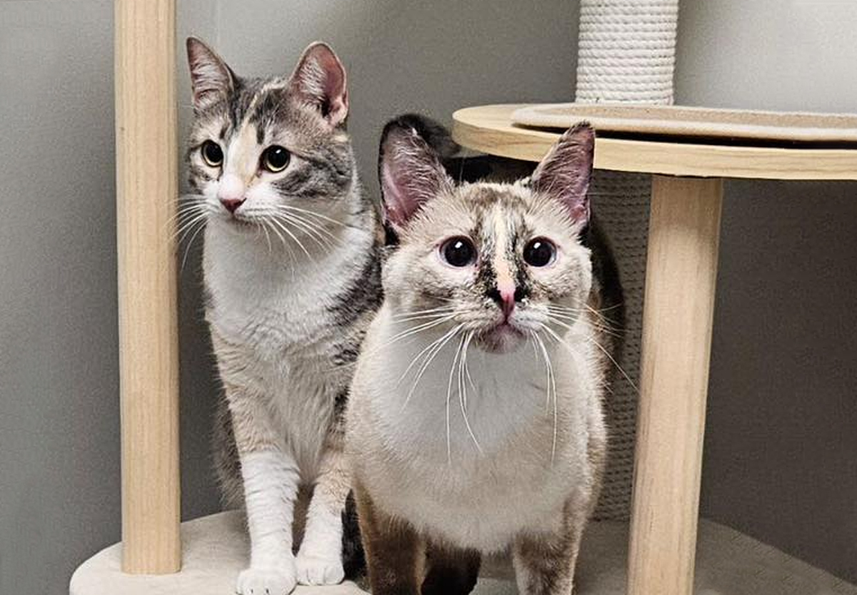 Diagnostics – Greystone Veterinary Hospital