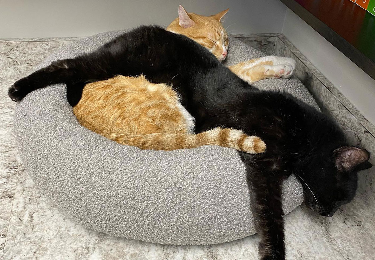 Surgery – Greystone Veterinary Hospital