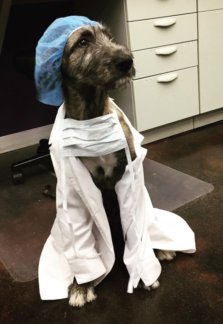 Surgery – Greystone Veterinary Hospital