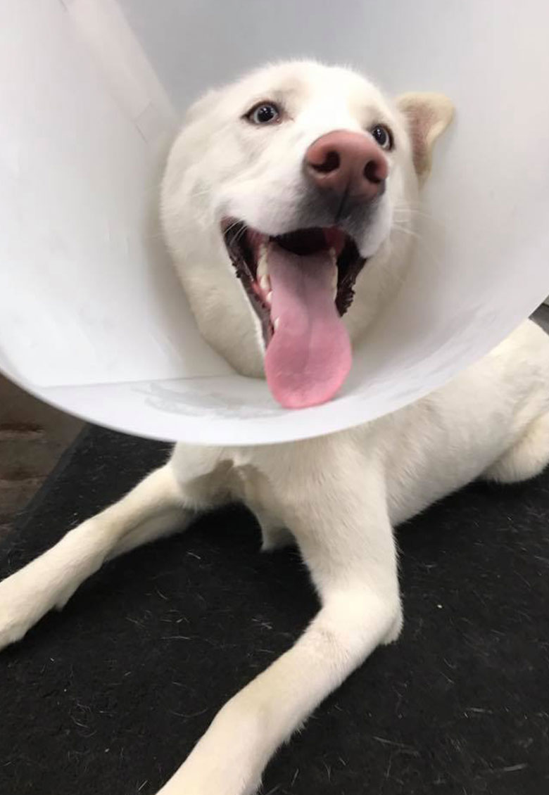 Surgery – Greystone Veterinary Hospital