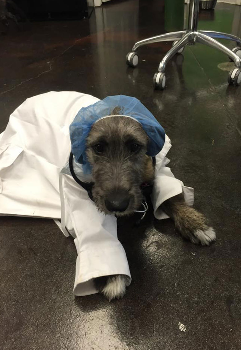 Surgery – Greystone Veterinary Hospital