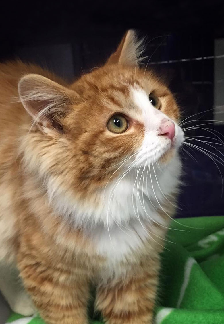 Wellness Care – Greystone Veterinary Hospital