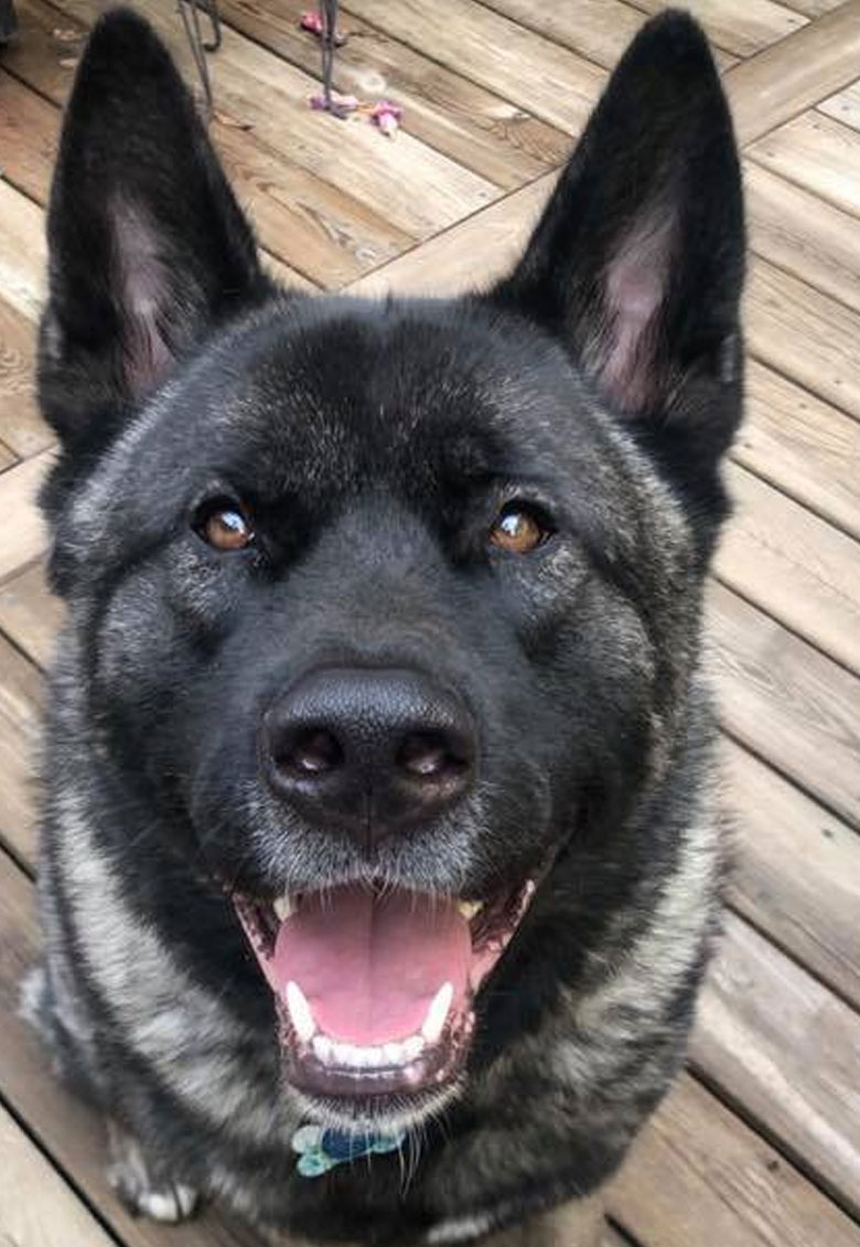 Diagnostics – Greystone Veterinary Hospital