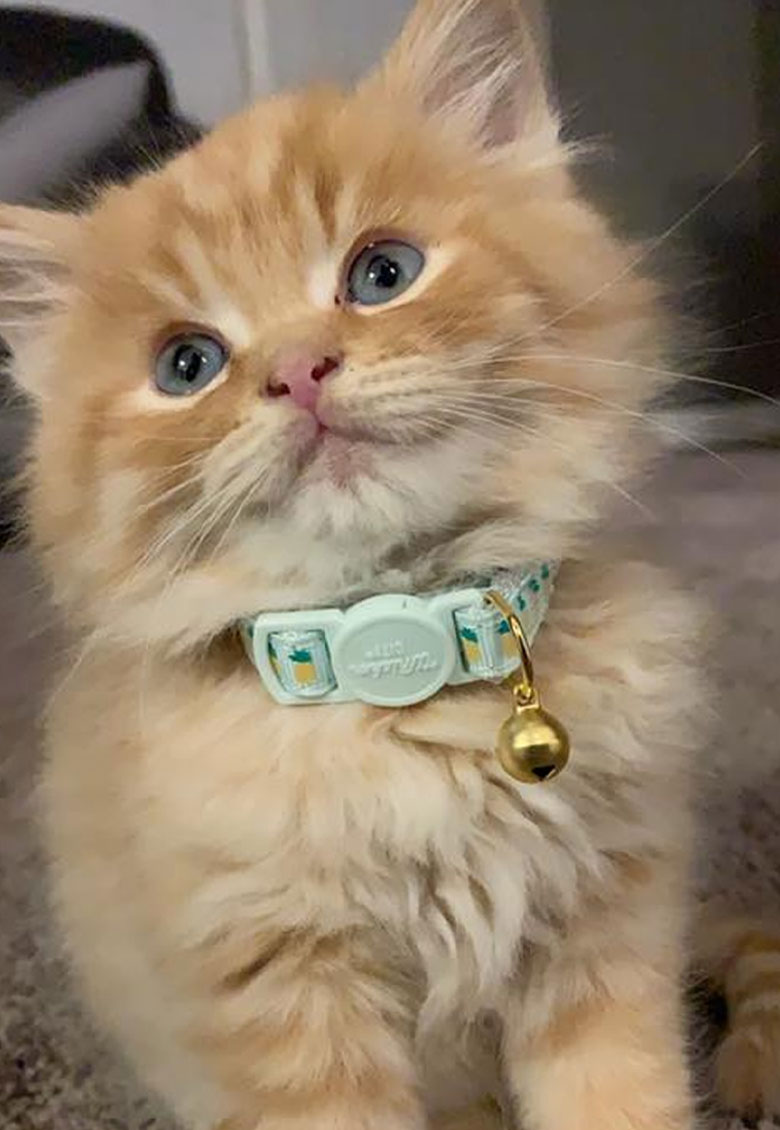 Diagnostics – Greystone Veterinary Hospital