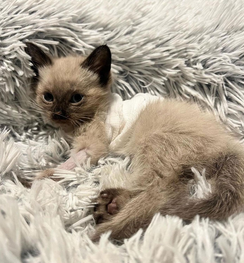 Greystone Veterinary Hospital