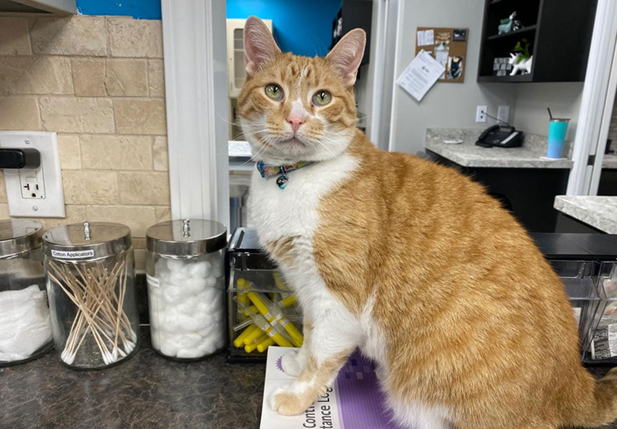 Dentistry – Greystone Veterinary Hospital