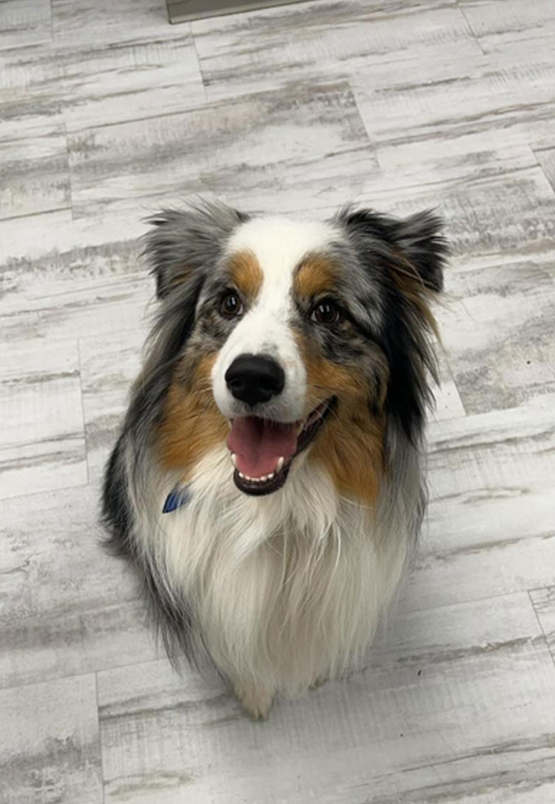 Wellness Care – Greystone Veterinary Hospital