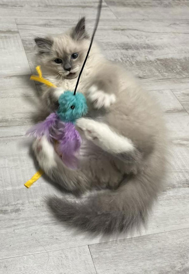 Wellness Care – Greystone Veterinary Hospital