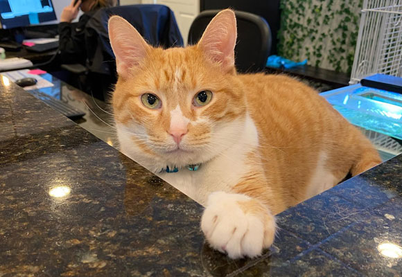 Surgery – Greystone Veterinary Hospital